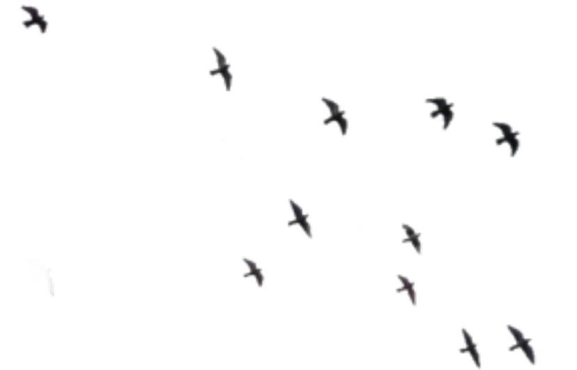 Ftestickers Sticker - Flock (1024x647), Png Download