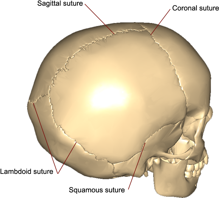 11 The Cranial Sutures - Skull Coronal Suture (864x720), Png Download