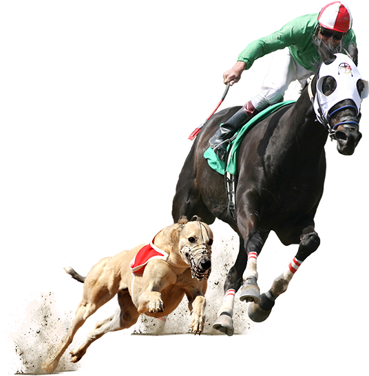 Greyhound And Horse Racing (580x560), Png Download