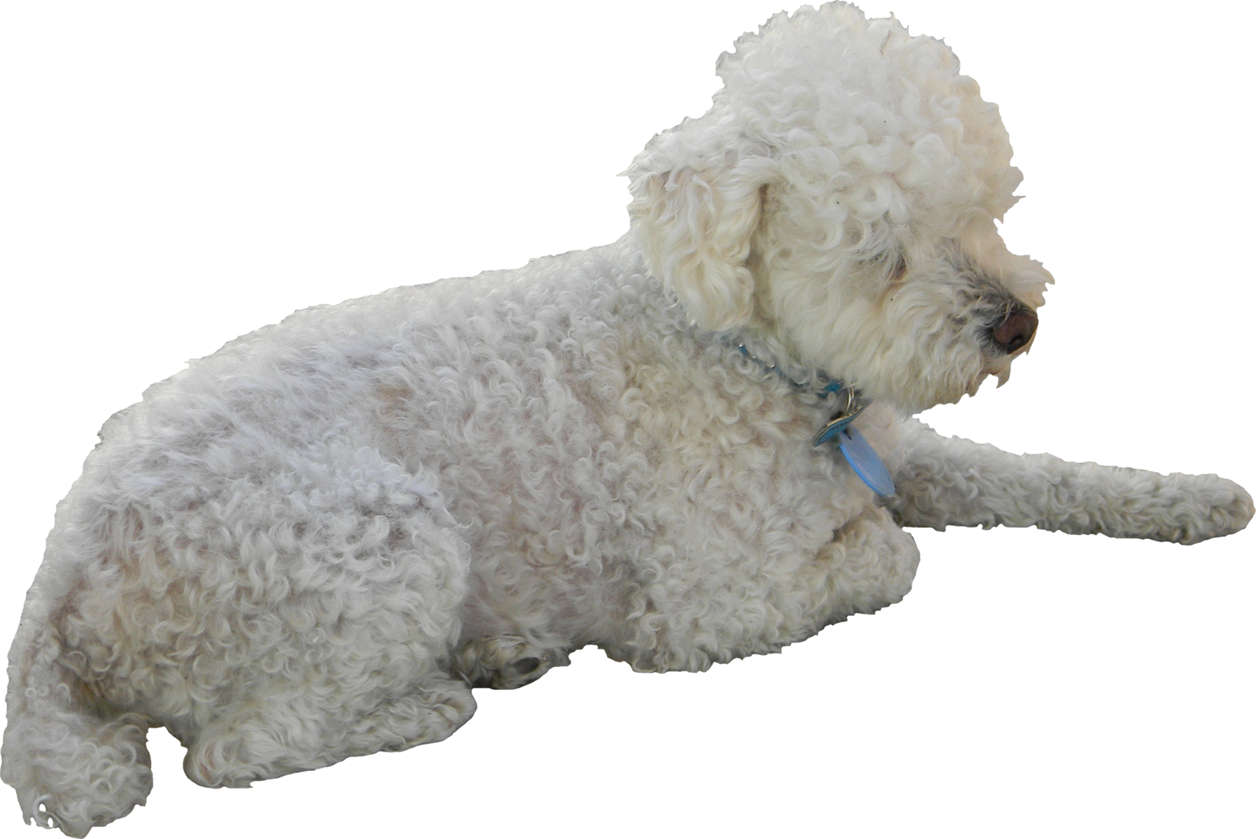 Poodle Png - Perro Acostado Png (1796x1200), Png Download