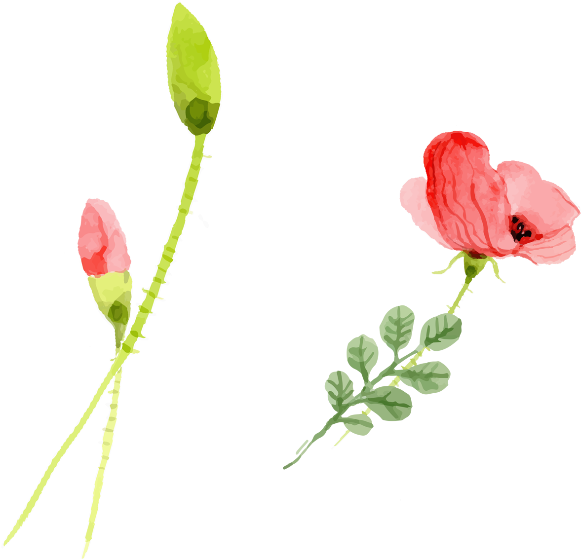 Hand Drawn Cartoon Watercolor Flowers Decorative (2000x2000), Png Download