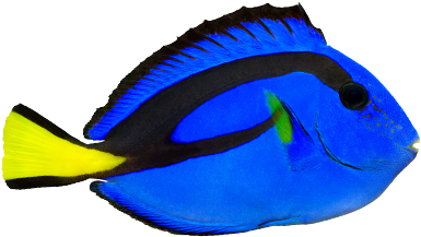 Download Regal Blue Tang - Blue Tang Fish Transparent | Transparent PNG ...