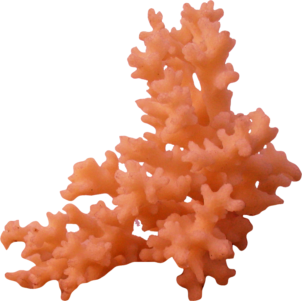 Coral Reef Png Download - Coral Transparent Background (1004x1000), Png ...