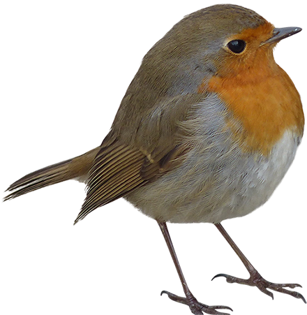 Robin Bird Png - Bird Perched Transparent Png (450x450), Png Download