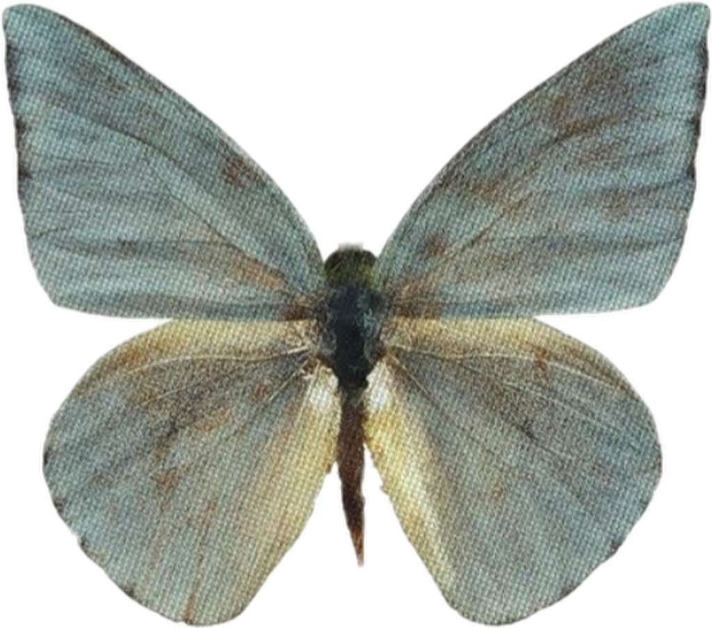 Download Aesthetic Moodboard Filler Tumblr Niche Png Vintage - Lycaenid ...