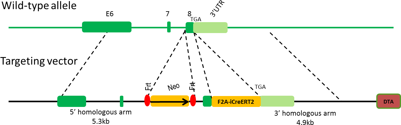 Gene Targeting Strategy B Zeb1 Icreert2 Mice - Diagram (1304x473), Png ...