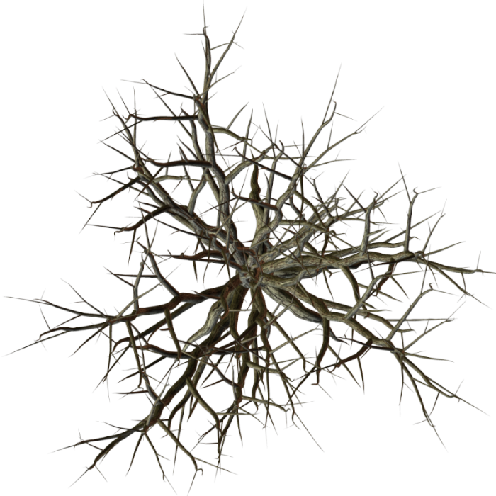 Download 491k Treedramatic A 06 Feb 2009 - Transparent Thorny Bush Clip ...