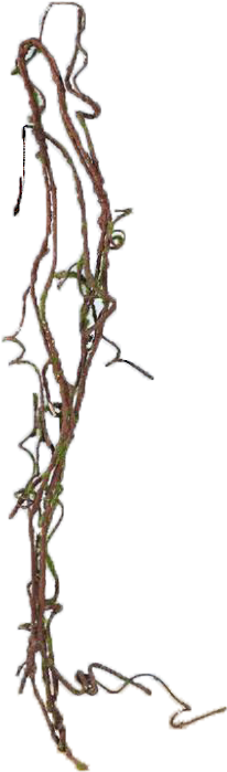 Download Jungle Vines Png Svg Transparent Stock - Climbing Plant Png ...