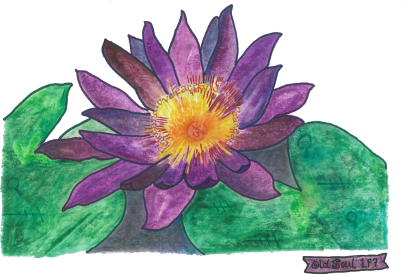 Frozen - Sacred Lotus (592x400), Png Download