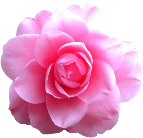 Pink Flowers (500x485), Png Download