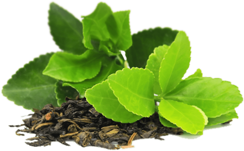 Free Png Green Tea Image Png Images Transparent - Green Tea Extract Png ...