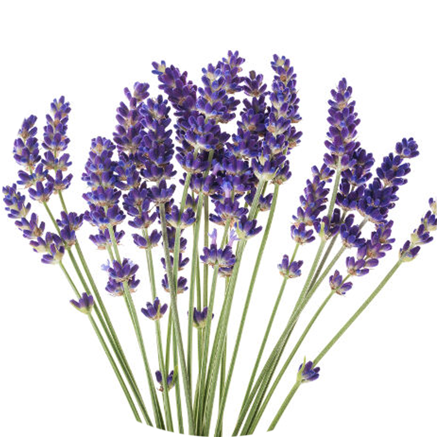 Lavender Png - Lavender Lavandula Angustifolia Oil (937x938), Png Download