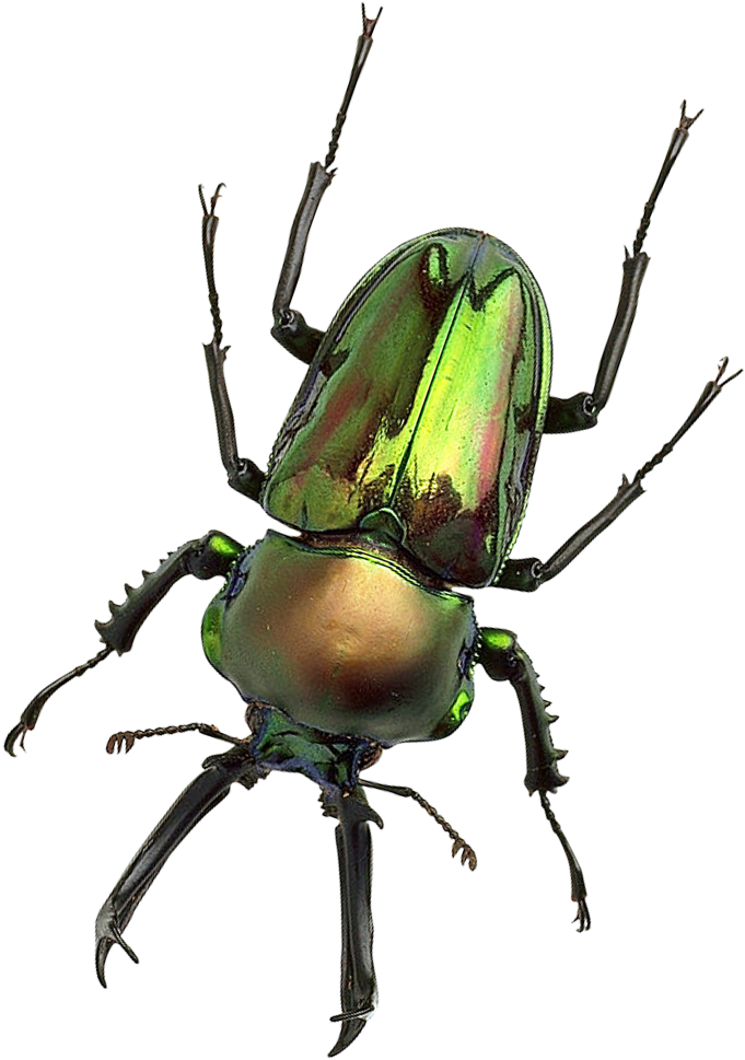 Bug Png (800x1081), Png Download