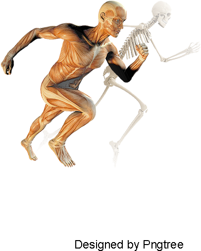 Movement Of Human Muscle Anatomy, Motion Model, Human - Motion (800x800 ...