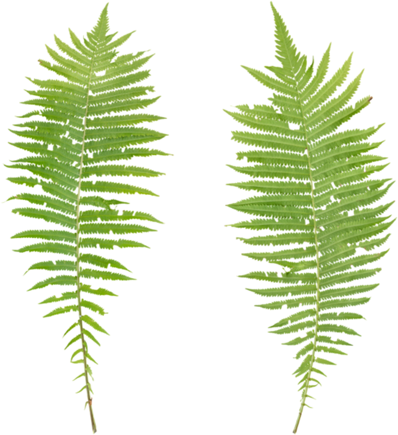 Download Fern Branch - Fern Texture Alpha | Transparent PNG Download ...