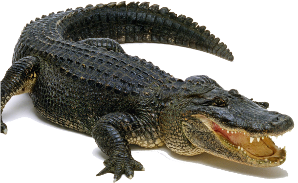 Download Alligator Clipart Transparent Background - Transparent ...