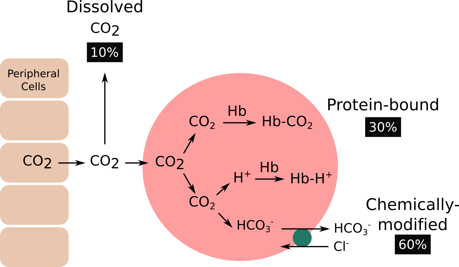 Download Transport Of Carbon Dioxide In Venous Blood - Pengangkutan Co2 ...