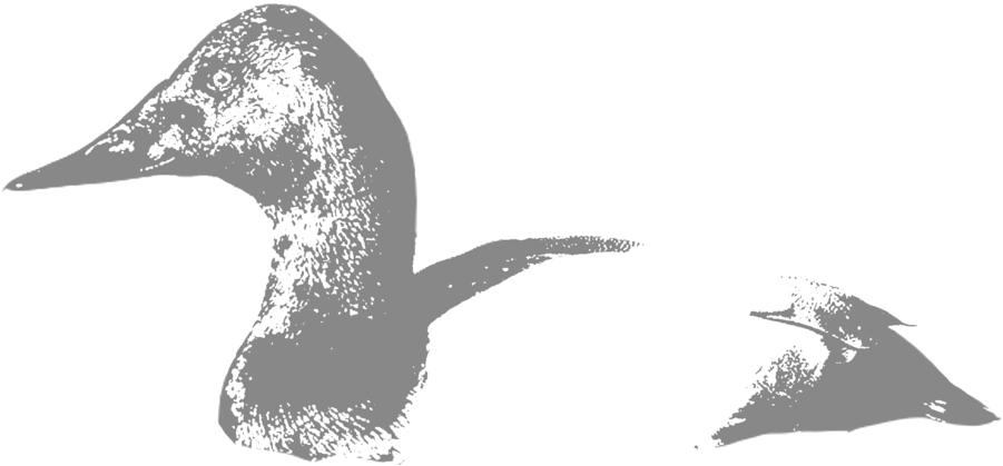 Canvasback - Seaduck (1000x1000), Png Download