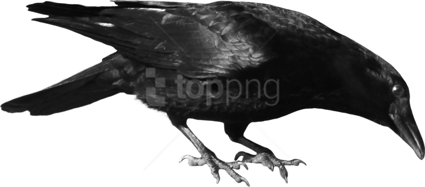Free Png Images - Crow Transparent Background (850x375), Png Download