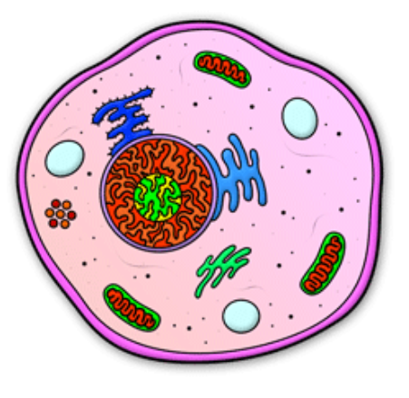 Download Collection Of Cell Transparent High Quality - Animal Cell ...