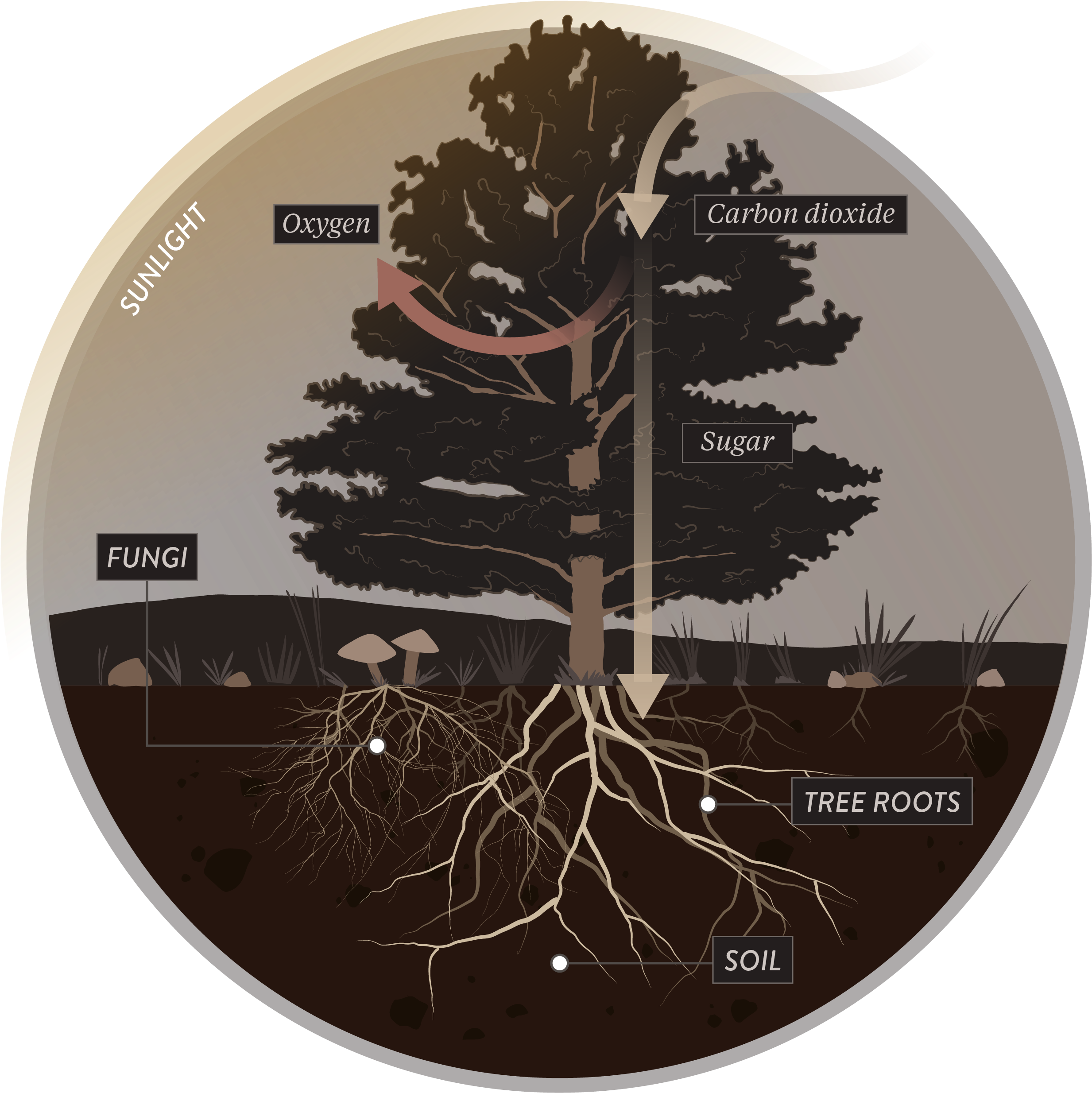 The Fungus Among Us - Tree Root Mycorrhiza (2615x2615), Png Download