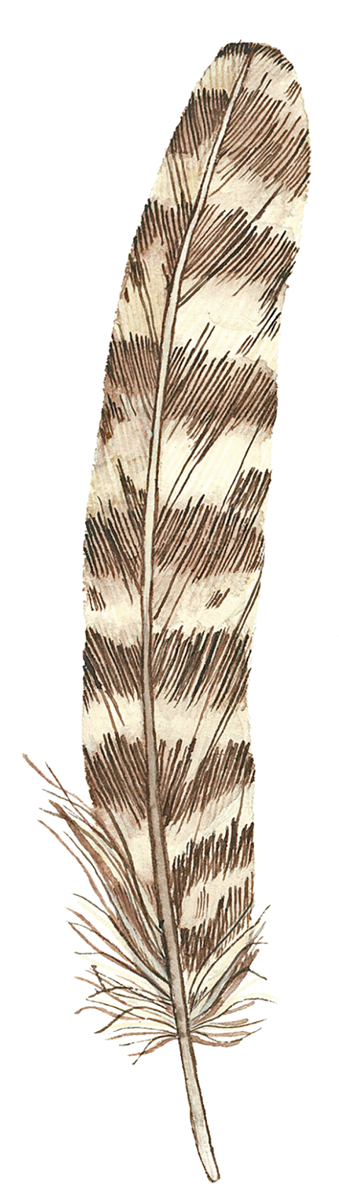 Vintage Feather Transparent Watercolor Ornament Illustration (477x1776 ...