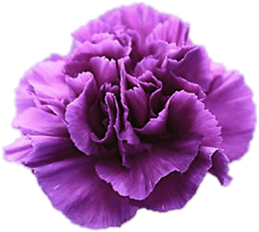 Download Purple Carnation Flowers | Transparent PNG Download | SeekPNG