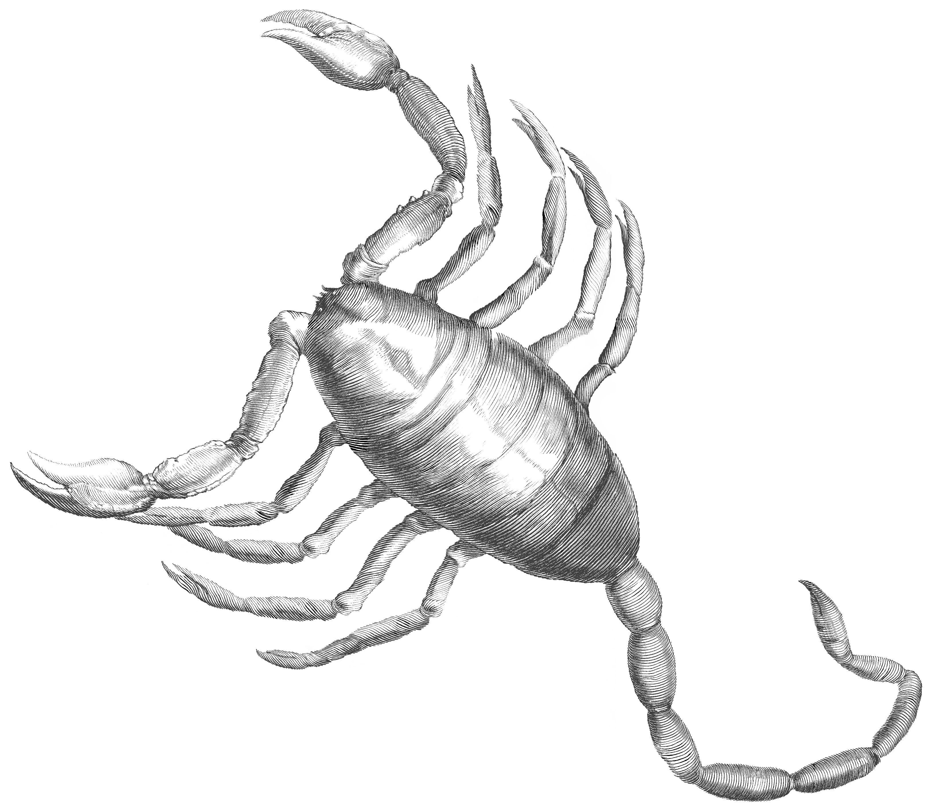 Scorpius - Scorpions By Walter Dean Myers Drawing (3252x2838), Png Download