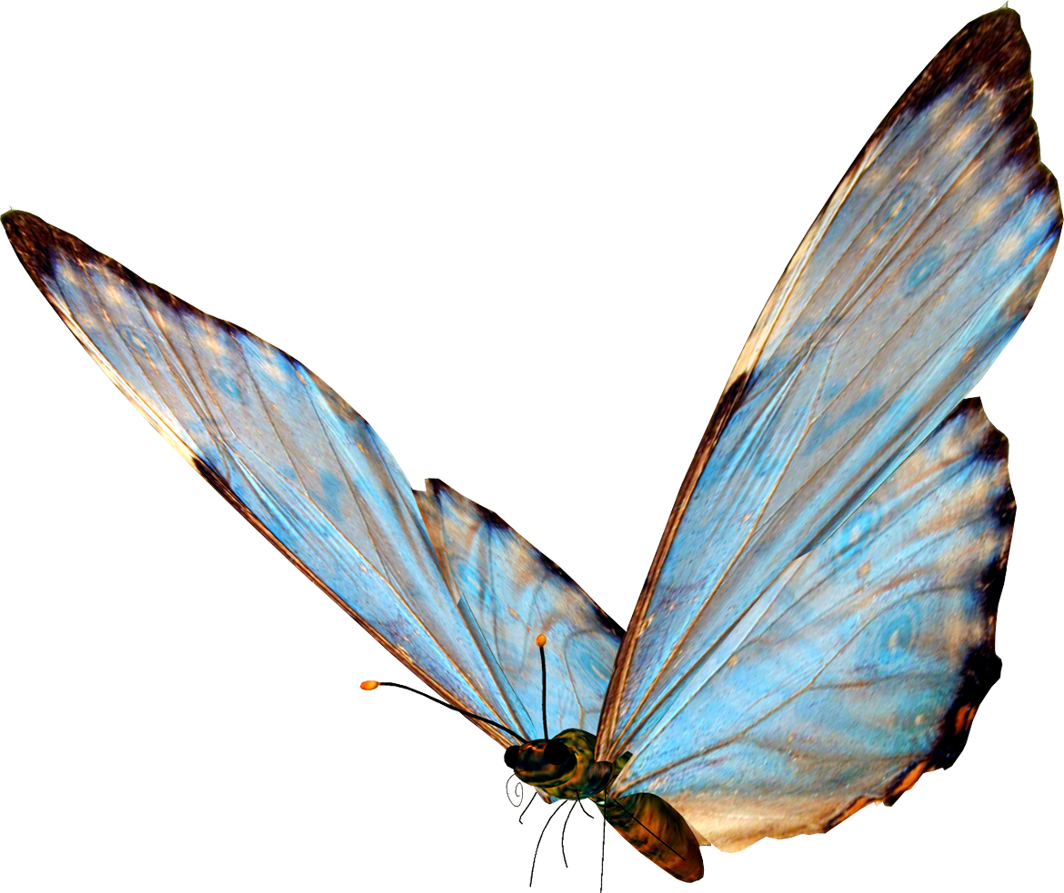 Butterfly15 - Butterfly Png (1170x983), Png Download