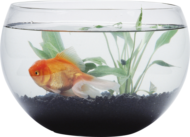 Download Aquarium Png, Download Png Image With Transparent Background ...