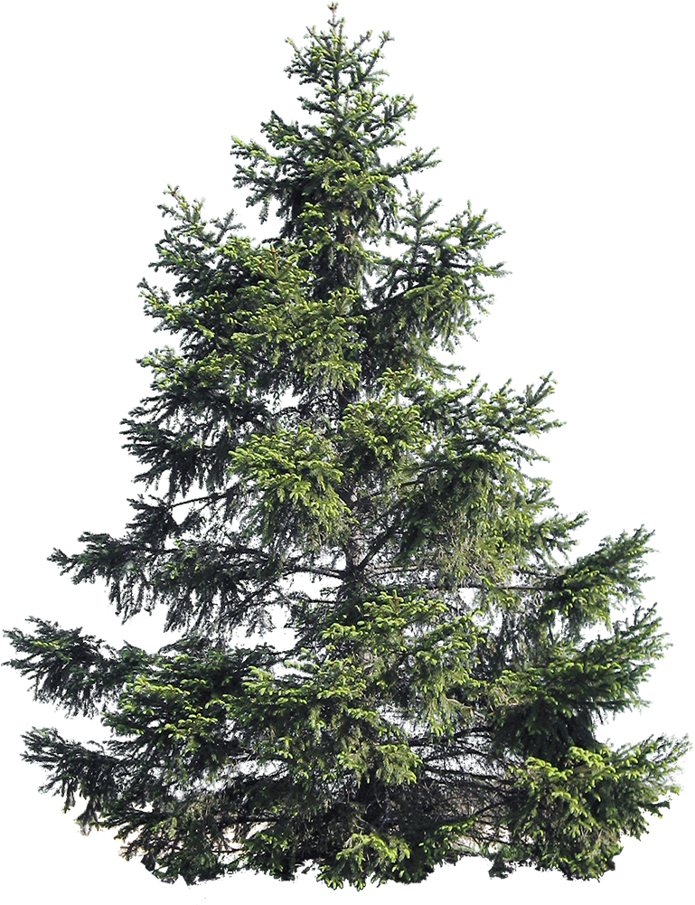 Cutout Fir Tree - Pine Tree Free Png (1000x1000), Png Download