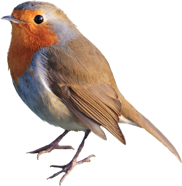 Google Zoeken European Robin, Robin Redbreast, Bird - Robin Bird Transparent (600x613), Png Download