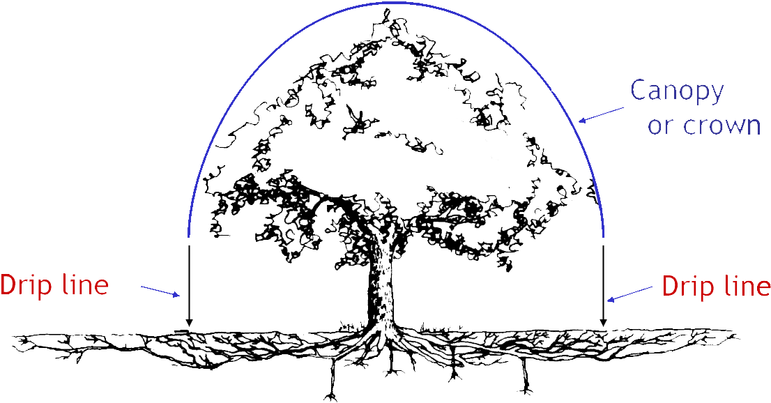 Download Illustration Of Tree Dripline - Tree | Transparent PNG ...