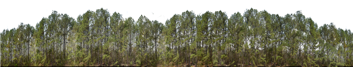 Download Tree Line Png - Shortleaf Black Spruce | Transparent PNG ...