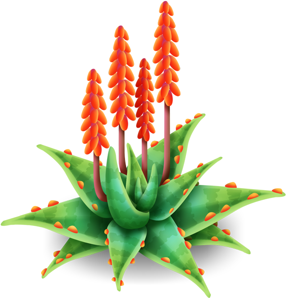 Aloe Plant - Aloe Flower Png (600x600), Png Download
