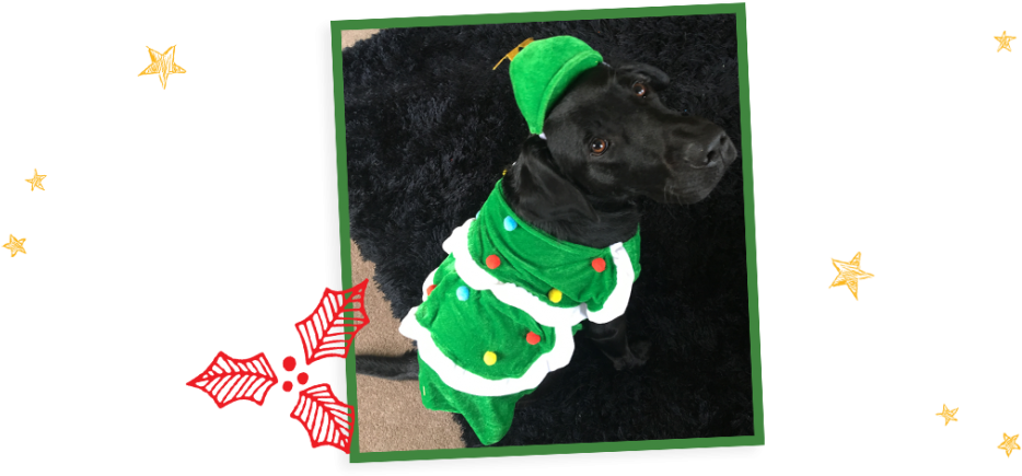 Download A Black Labrador Puppy In A Christmas Tree Outfit - Dog ...