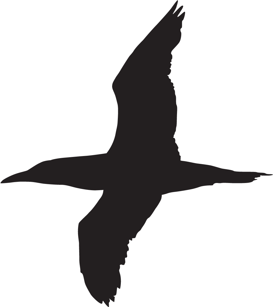 Magnificent Frigatebird - Frigatebird Png (1024x1024), Png Download