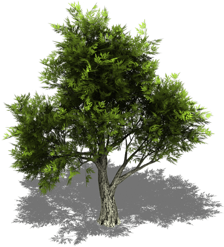 Download Preview - Tree With Shadow Png | Transparent PNG Download ...