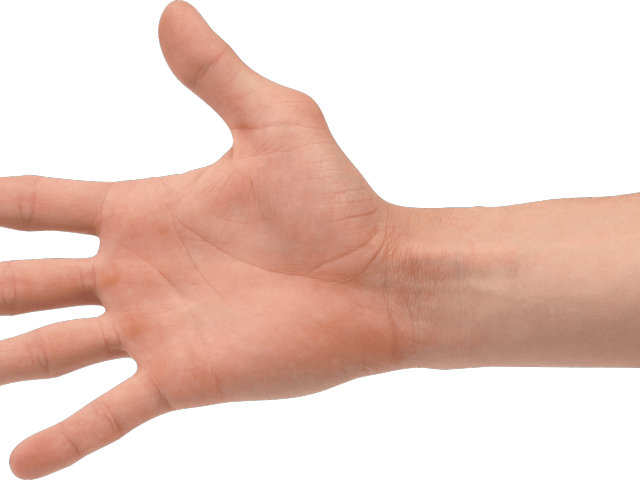 Download Hand Pictures - Transparent Hand Png | Transparent PNG ...