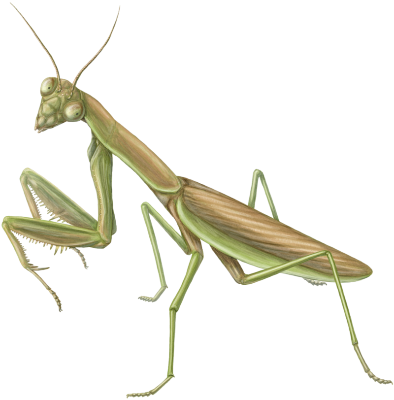 Mantis Png, Download Png Image With Transparent Background, - Mantidae ...