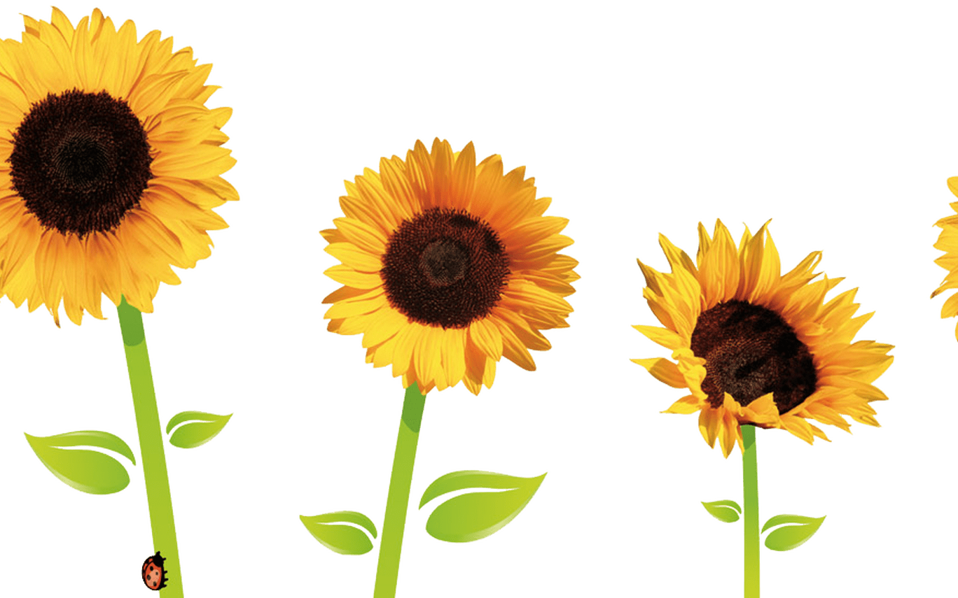 28 Collection Of Transparent Sunflower Drawing High - Sunflower Png ...