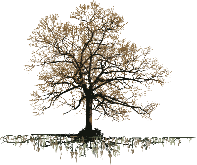 Download Grand Old Oak Tree - Old Oak Tree Png | Transparent PNG ...