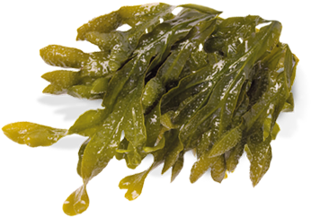 Seaweed - Transparent Kelp Png (414x294), Png Download