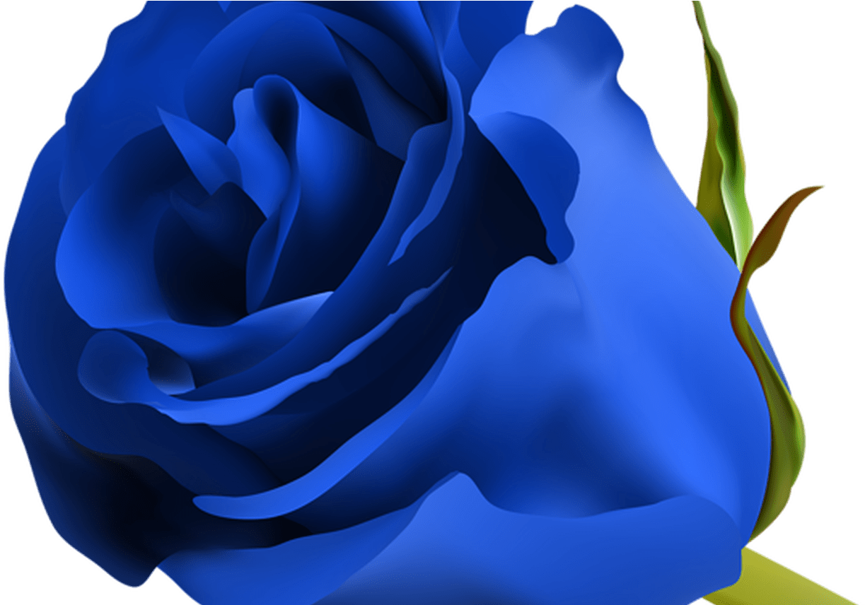 Download Blue Rose Png Clip Art Image Clipart Pinterest Blue ...