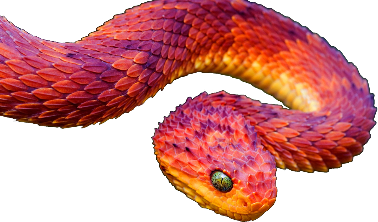Download Bush Viper Transparent | Transparent PNG Download | SeekPNG
