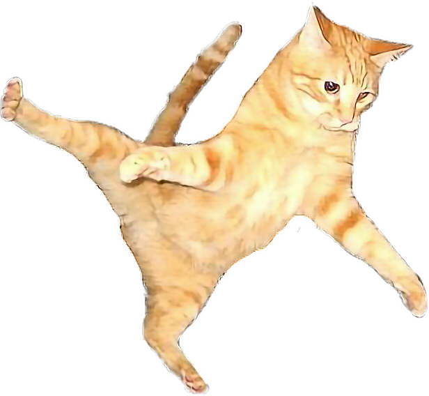 Download Cat Flying Flyingcat Orangecat Orange Color Play Image ...
