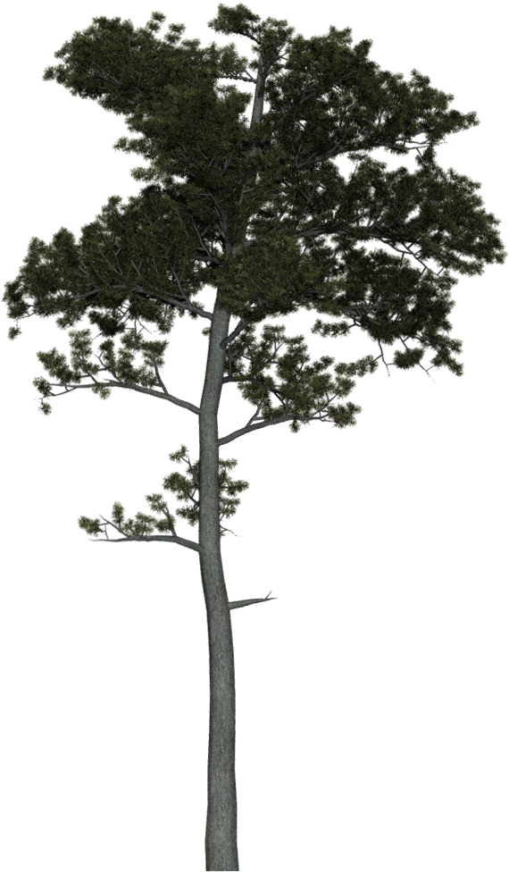 Pine Tree Tweak 1 - Pinetreepng (700x1000), Png Download