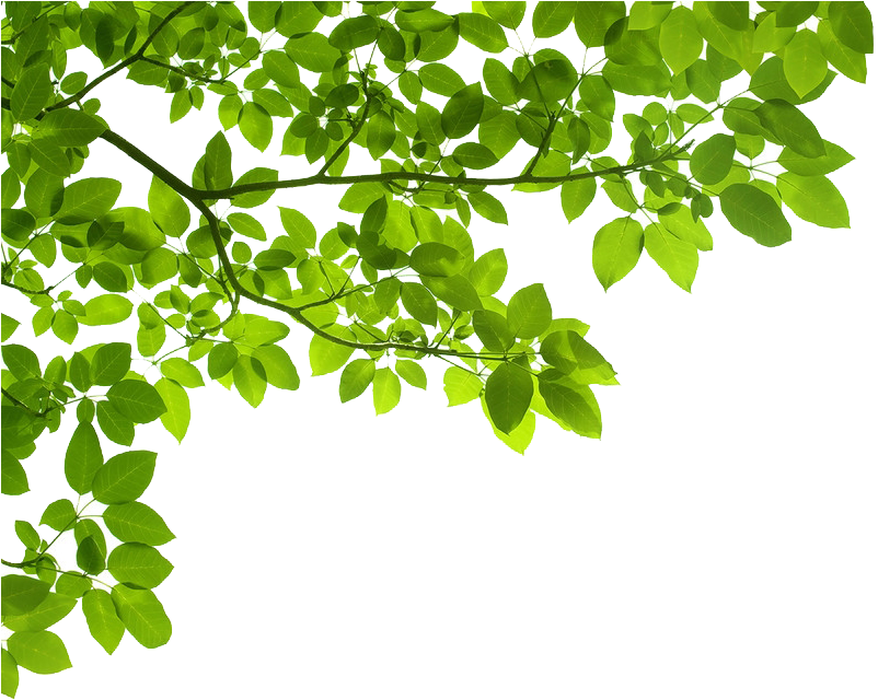 Download Gallery - Transparent Green Leaf Border Png | Transparent PNG ...