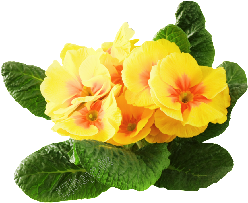 Flor Png - Primrose (1024x832), Png Download