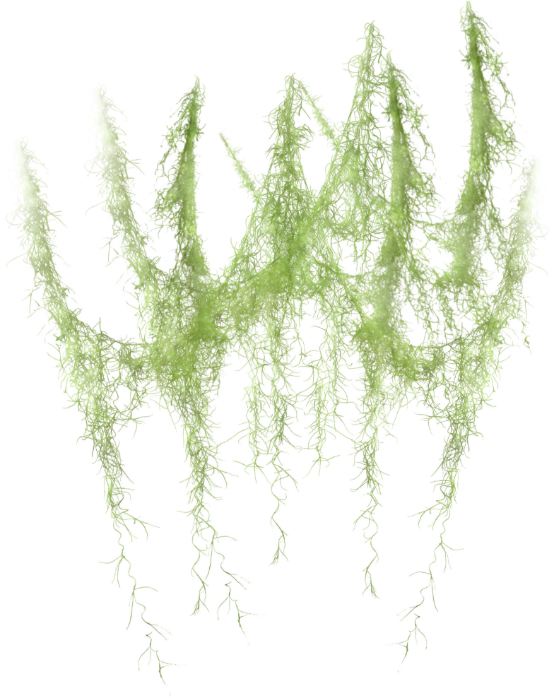 Download Hanging Moss Png - Hanging Green Png | Transparent PNG Download | SeekPNG